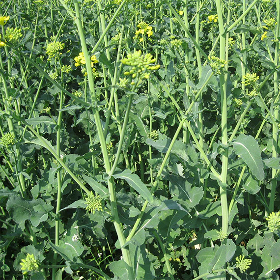 Решения за добър старт на рапицата