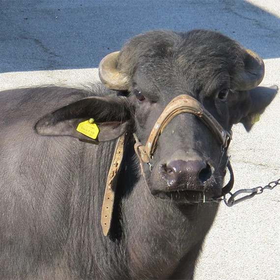 Българските биволовъди споделиха опит с чуждестранни колеги