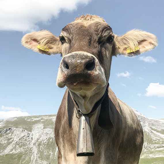 Agolin, екорешение от Alltech за животновъдството